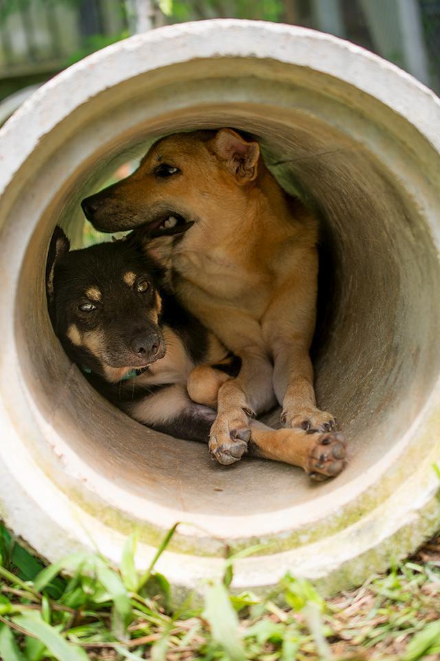Before & After | Libby & May | Lanta Animal Welfare