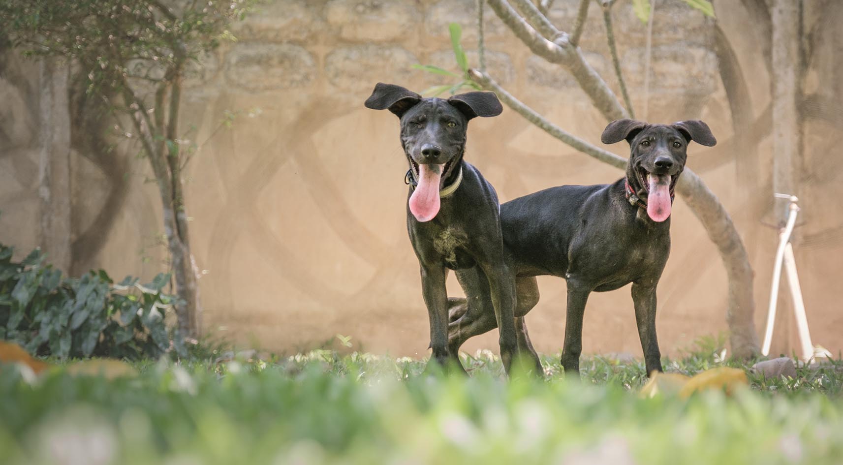 Tank | Lanta Animal Welfare